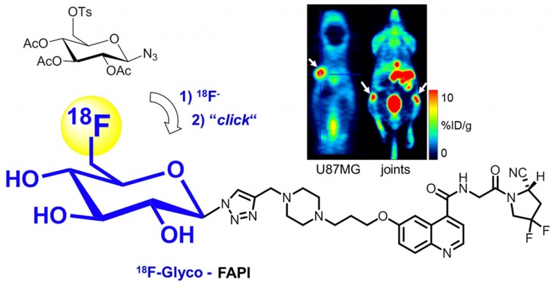 Targeting Fibroblast Activation Protein: Radiosynthesis and Preclinical Evaluation of an 18 F ...